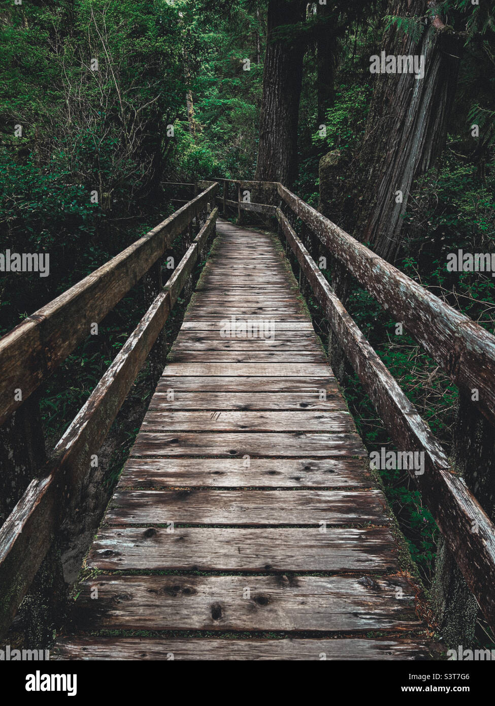 Rainforest boardwalk trail hi-res stock photography and images - Alamy