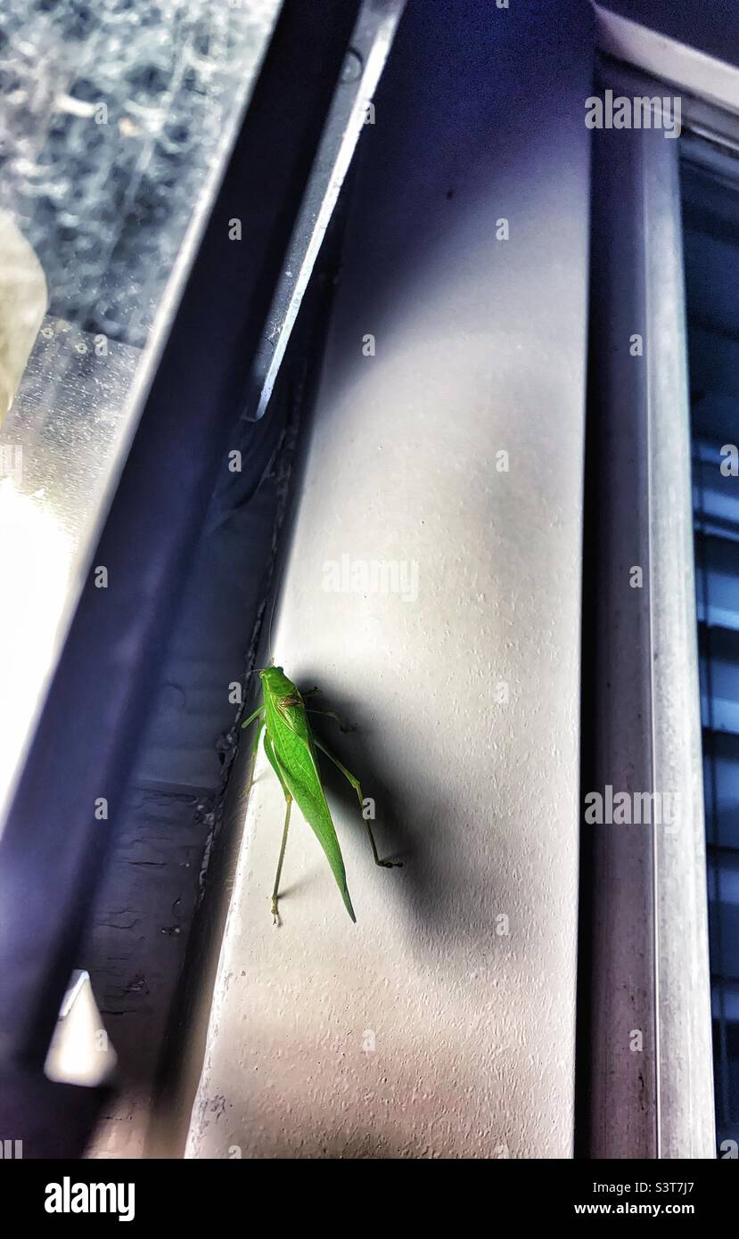 Night insect hi-res stock photography and images - Alamy