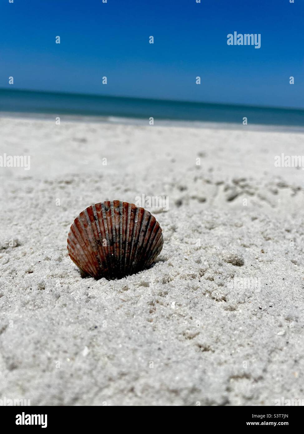 Shell life hi-res stock photography and images - Alamy