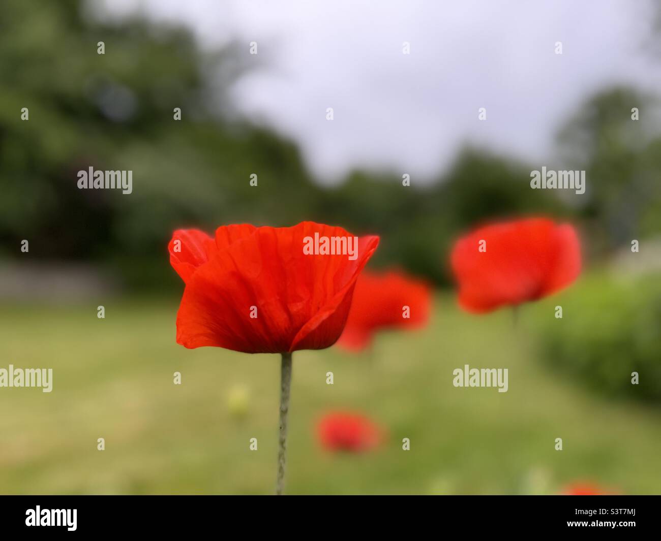 Wildflower portrait hi-res stock photography and images - Alamy