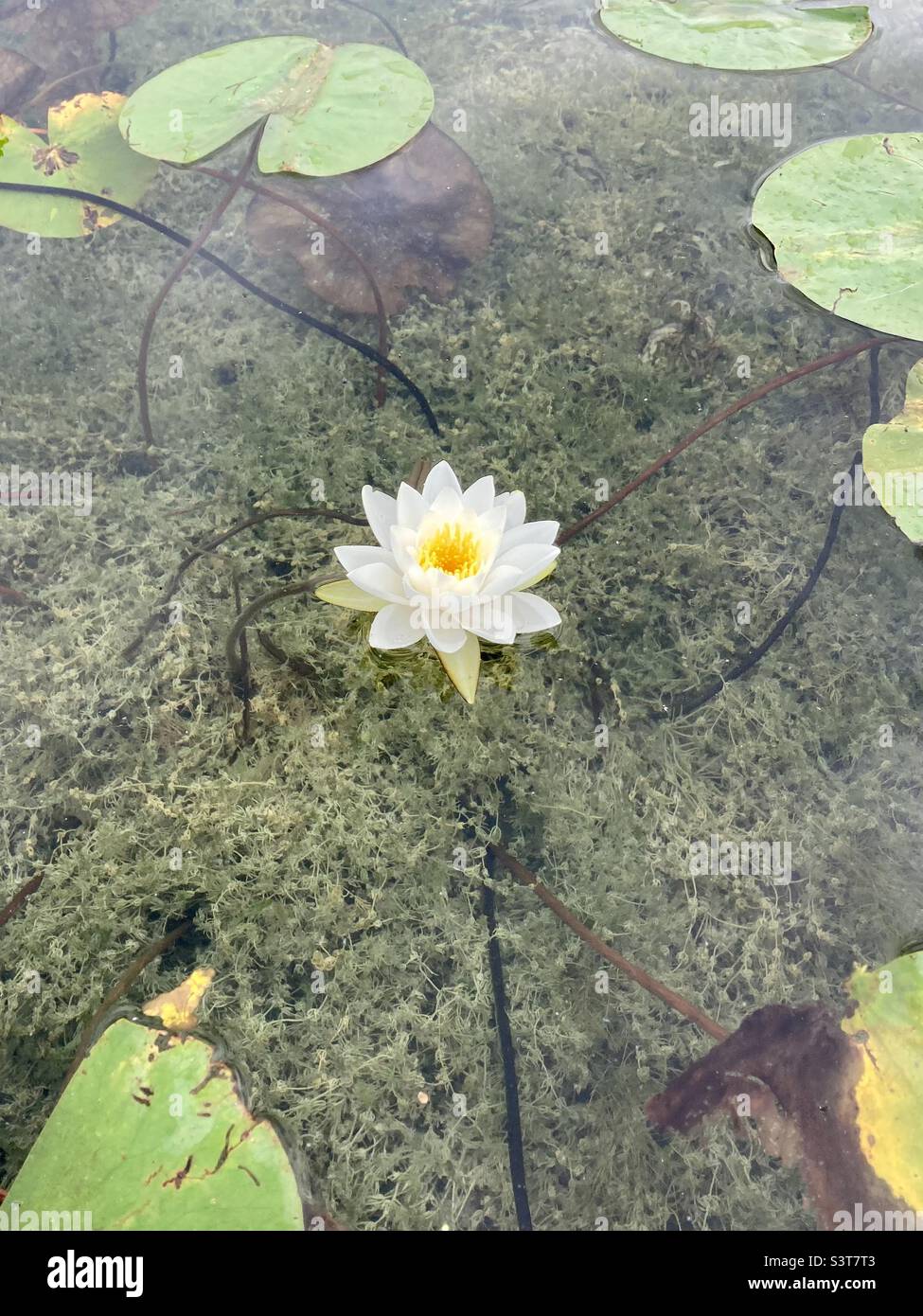 Full bloom water lily hi-res stock photography and images - Alamy