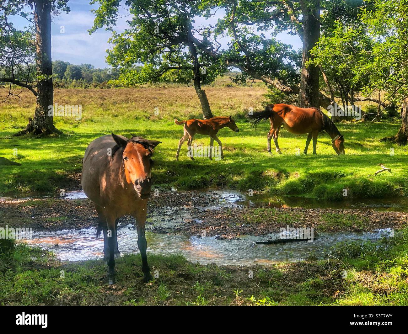 New Forest ponies with foal in springtime Stock Photo - Alamy
