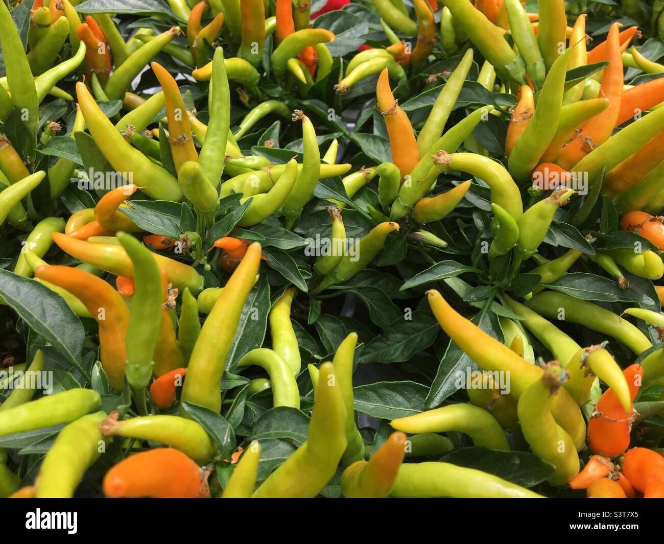 Ripening Capiscum Sombrero chilli plant in pots. Orange and green ...