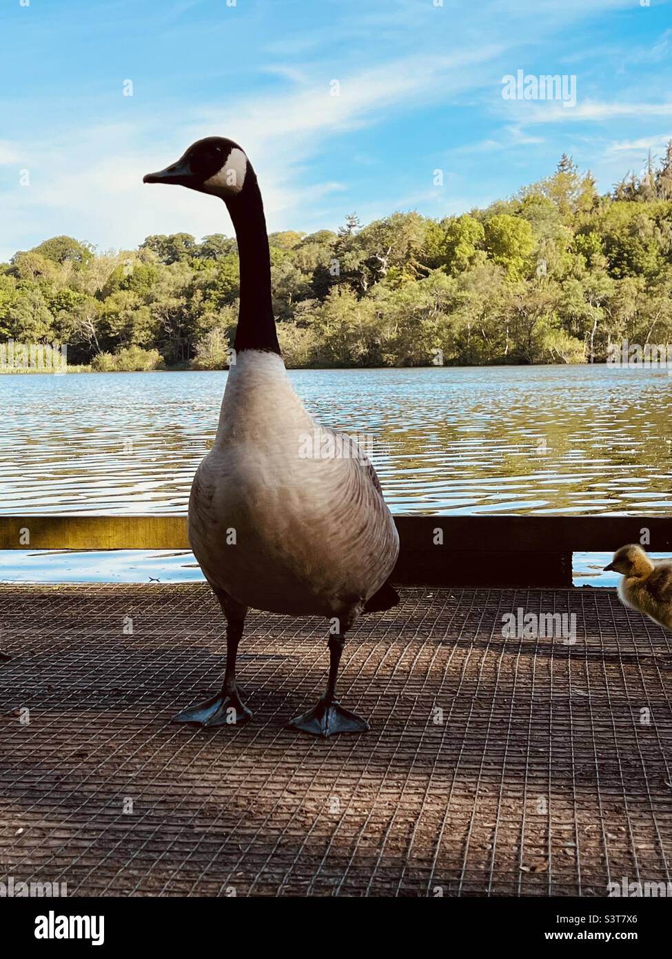Canada goose wildlife hi-res stock photography and images - Alamy