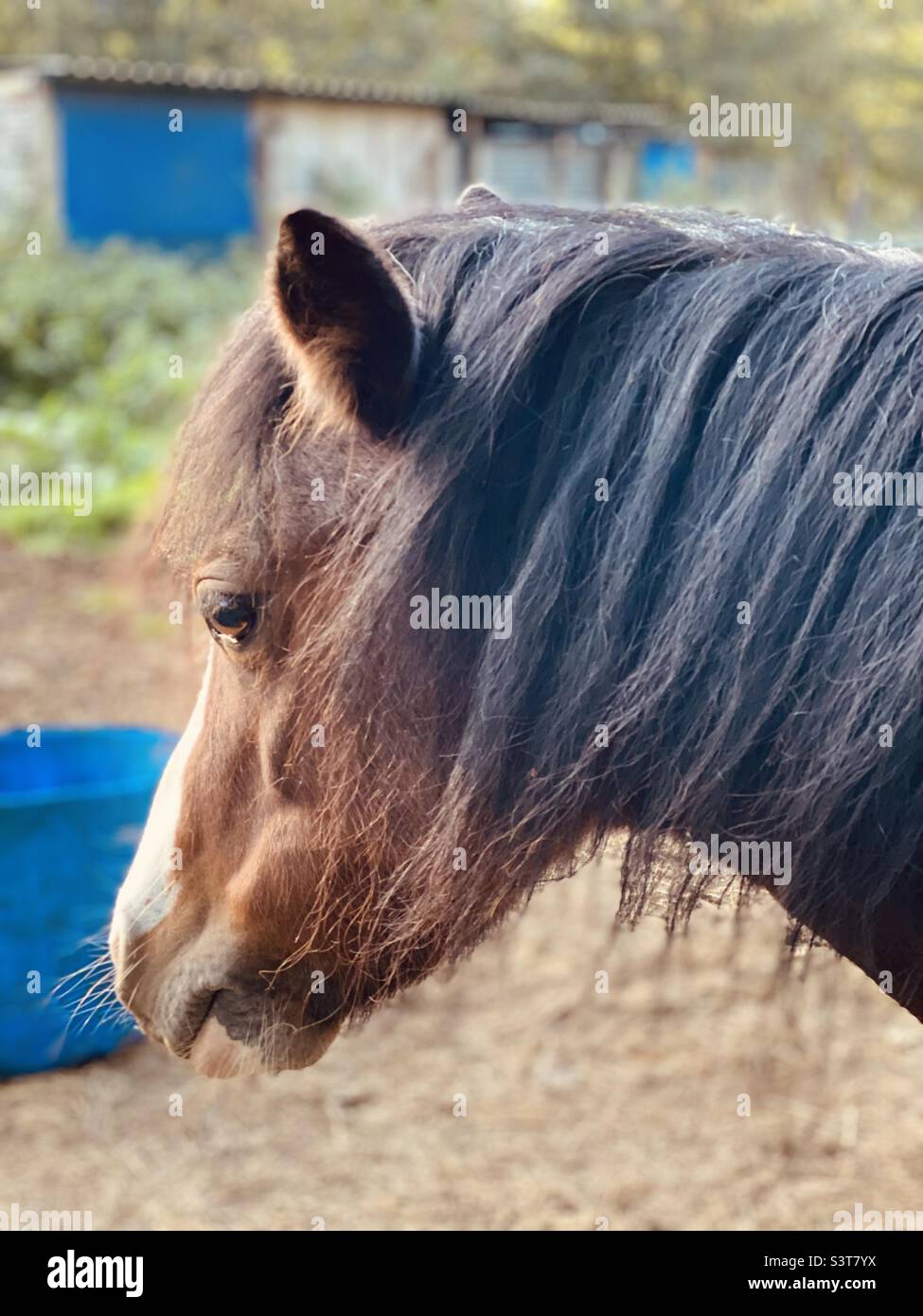 Side view horse hi-res stock photography and images - Alamy