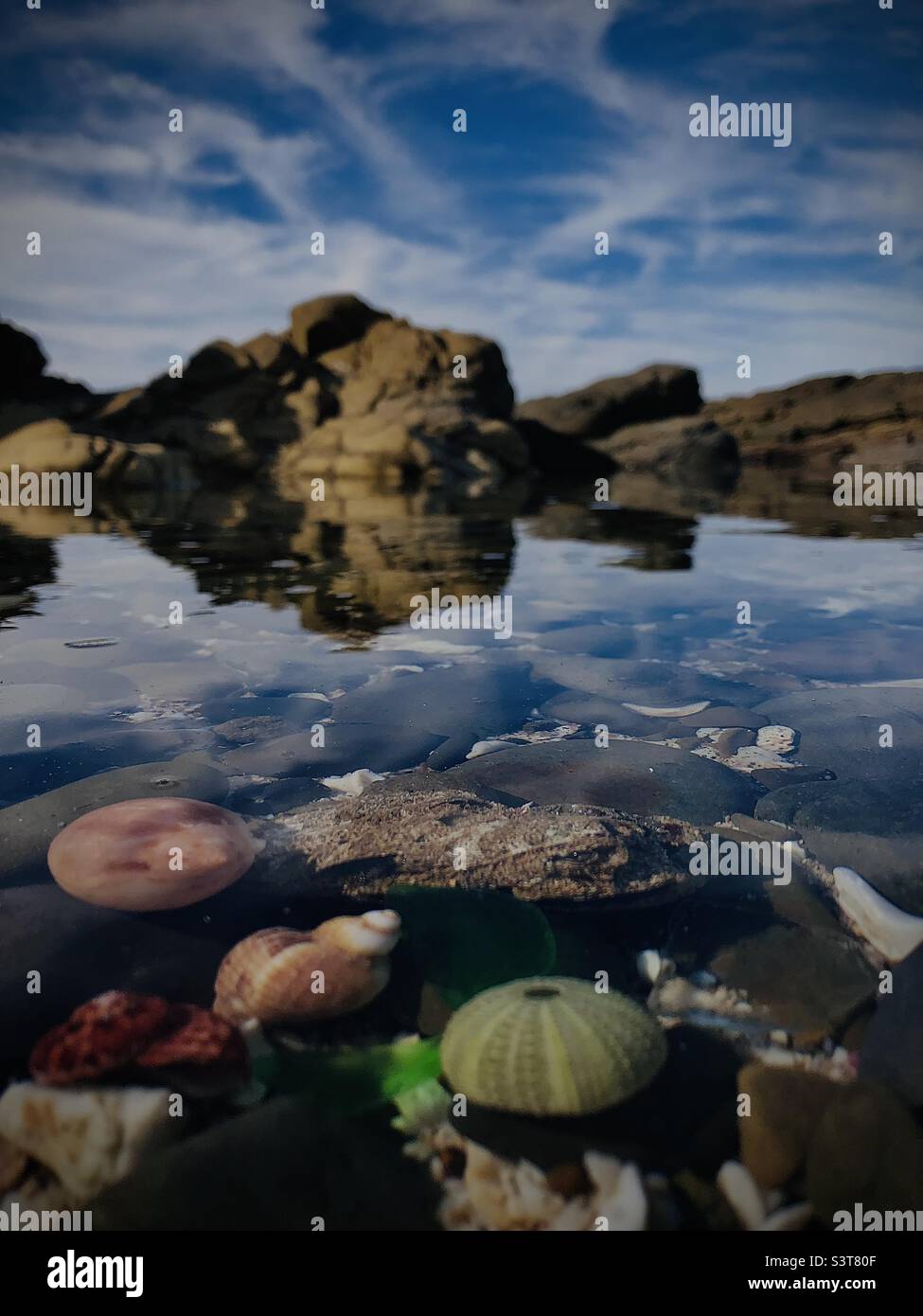 Sea Shells On The Sea Shore Stock Photo - Alamy