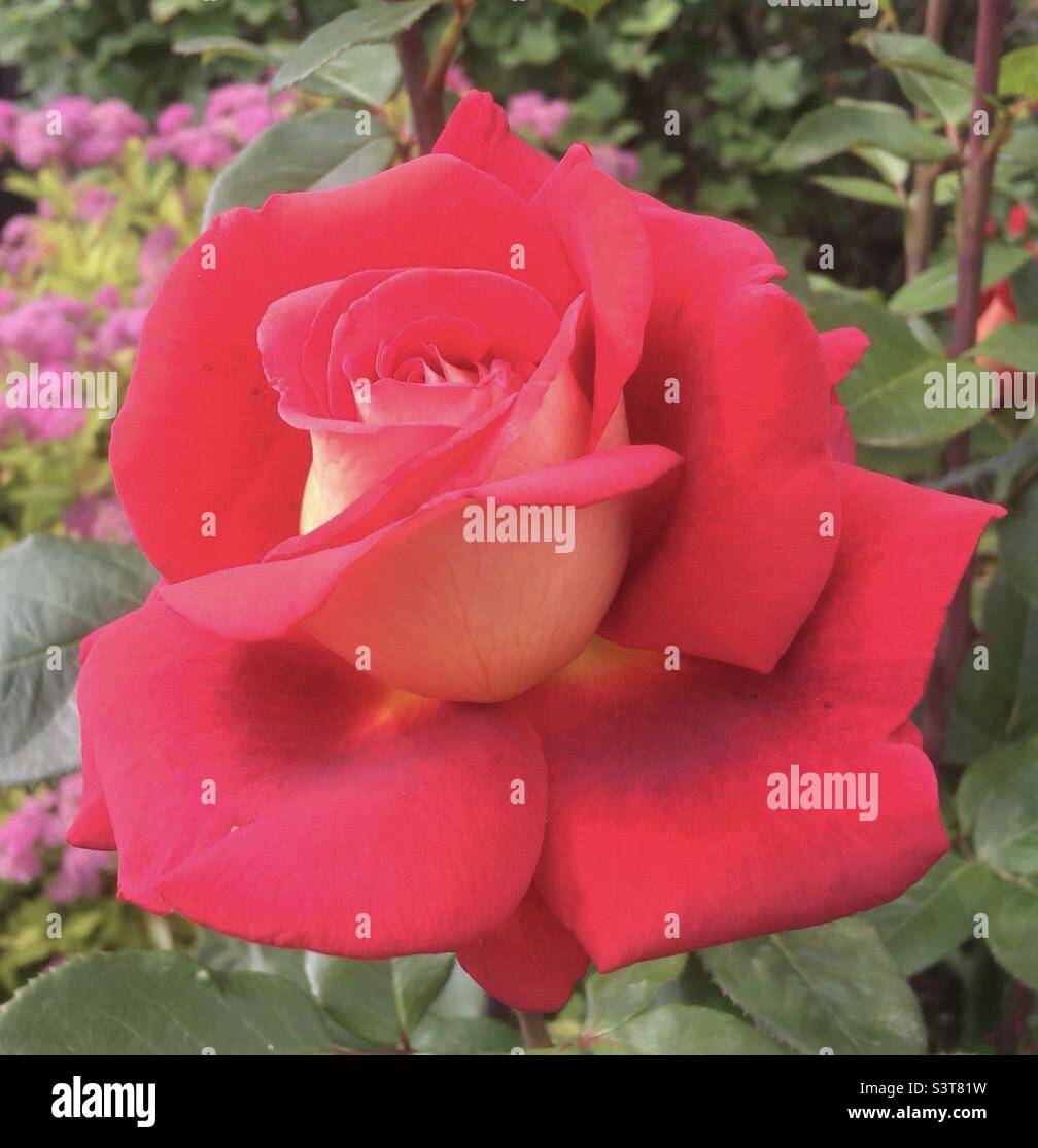 English red rose hi-res stock photography and images - Alamy