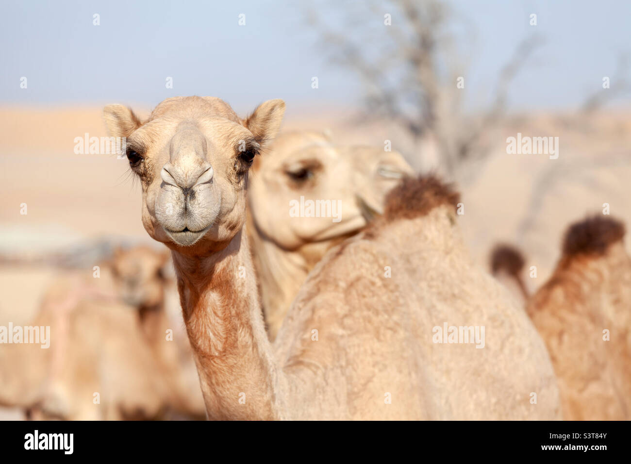 Cute Middle Eastern camels at the desert farm in UAE, animal portrait ...