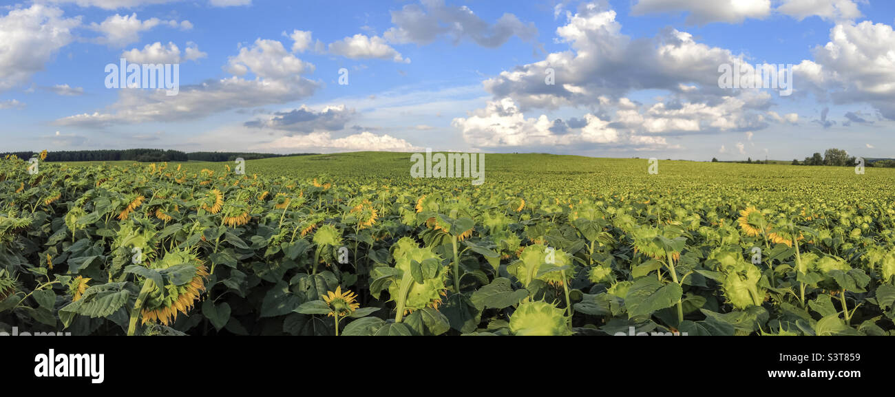 Panorama sunflowers many sunflowers hi-res stock photography and images ...