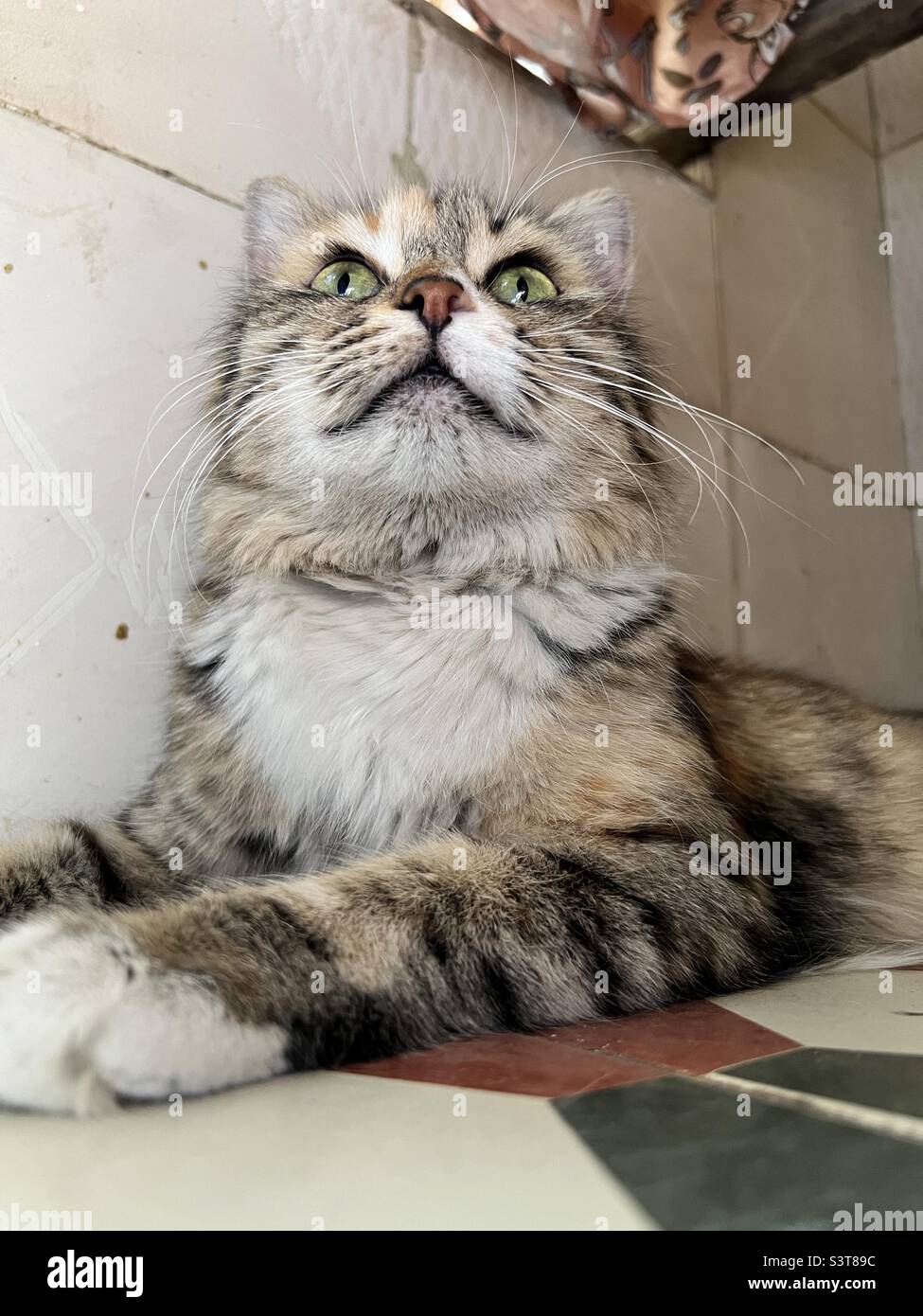 Yemeni Cat