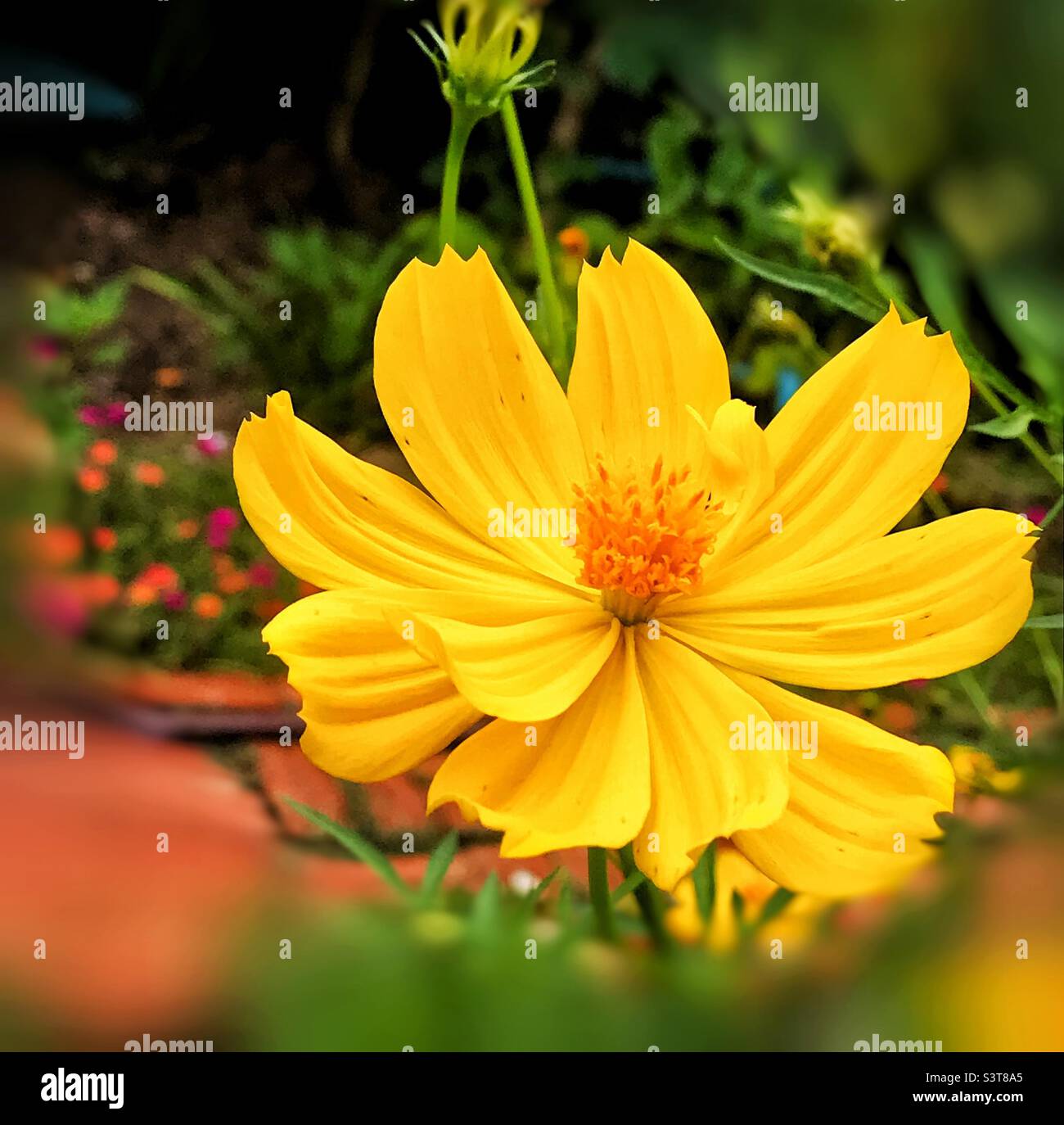 Cosmo flower hi-res stock photography and images - Alamy