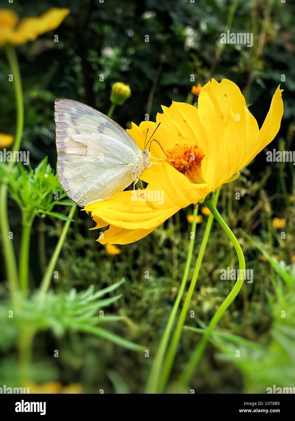 Butterfly honey hi-res stock photography and images - Alamy