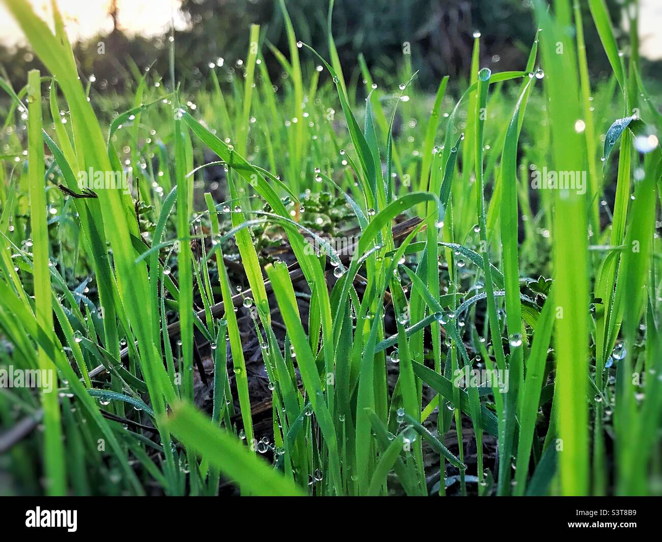 Open field grass hi-res stock photography and images - Alamy