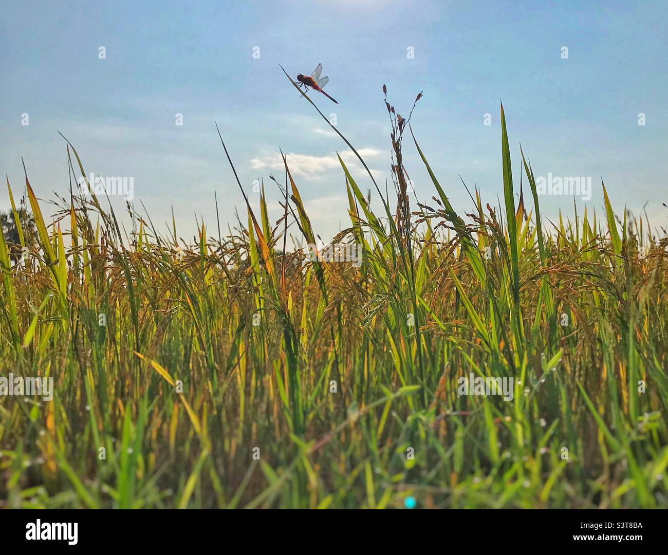 Dragon fly on rice paddy Stock Photo - Alamy