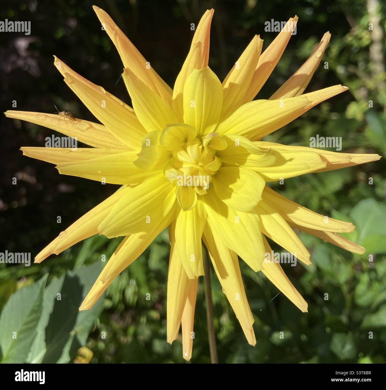Large yellow flower hi-res stock photography and images - Alamy