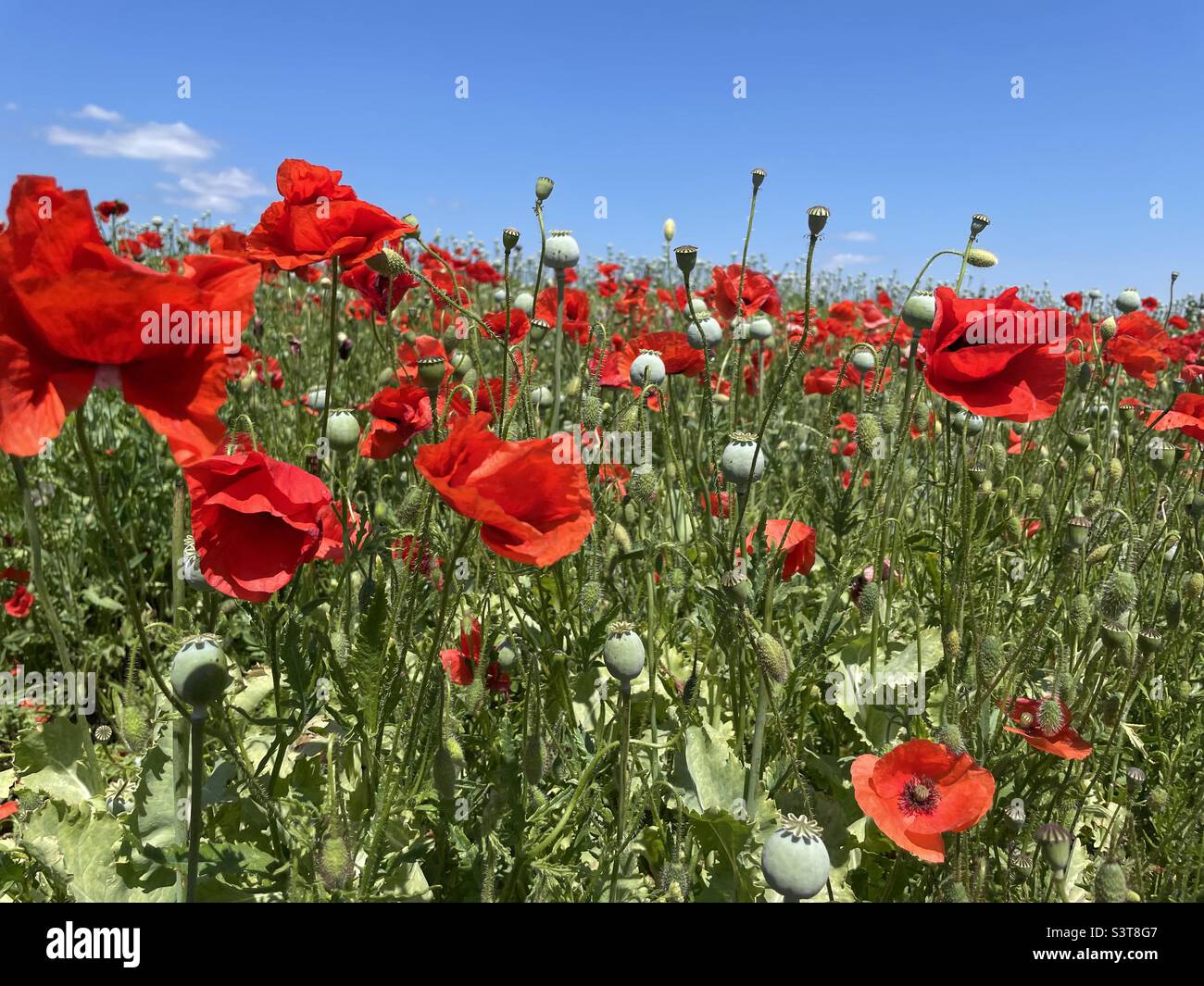 Red dancers hi-res stock photography and images - Alamy