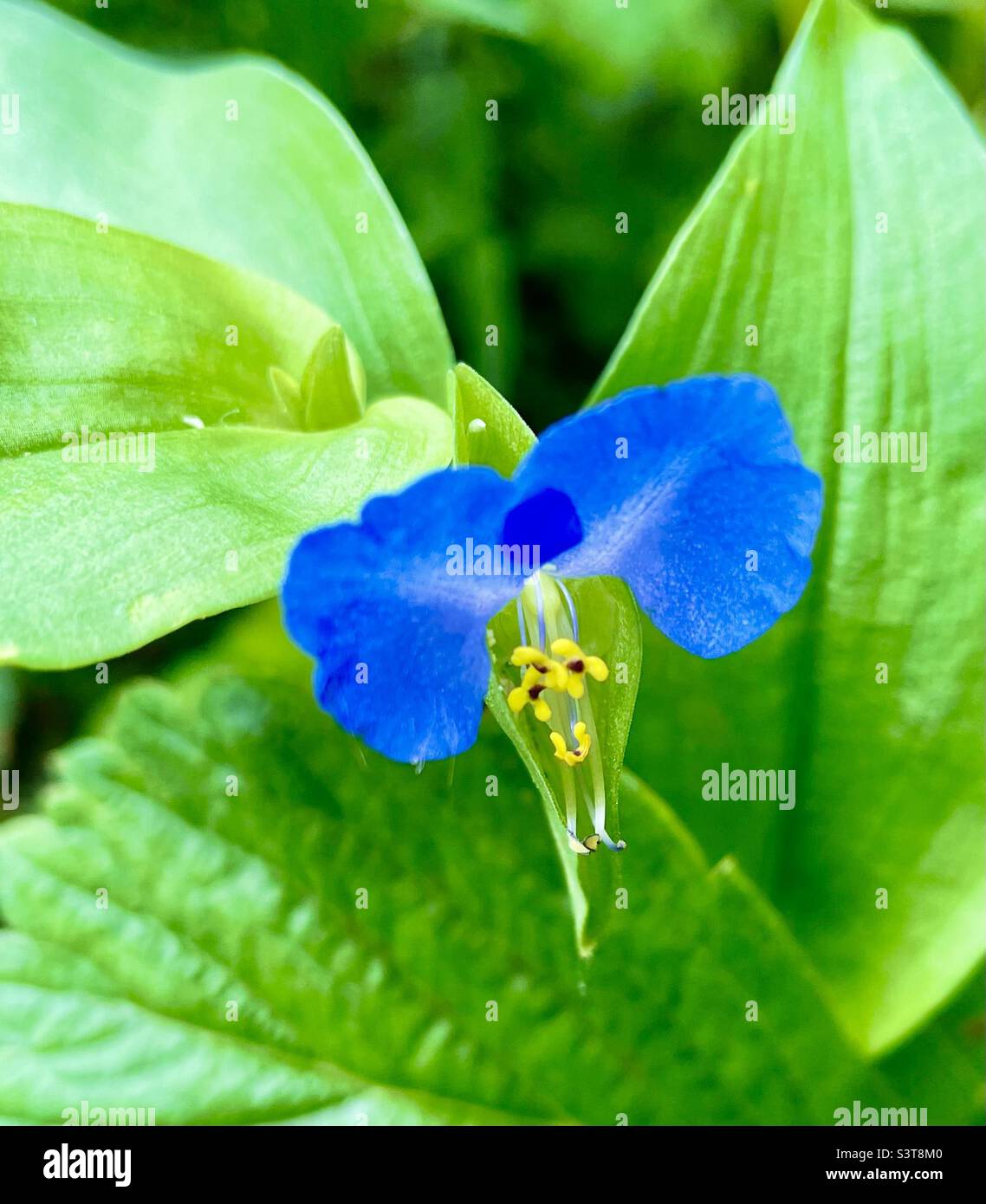 Asian day flower Stock Photo - Alamy