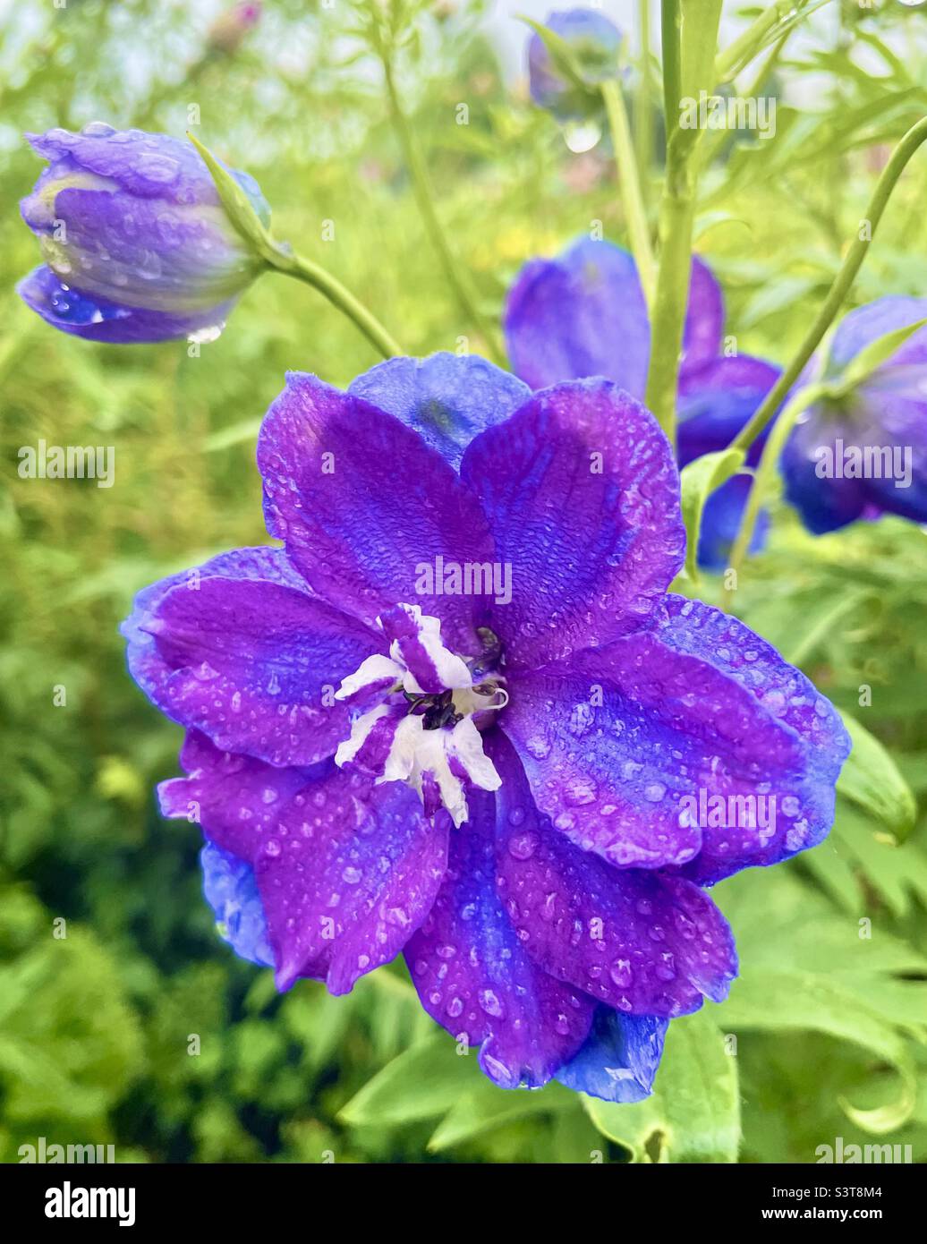 Wet delphinium hi-res stock photography and images - Alamy