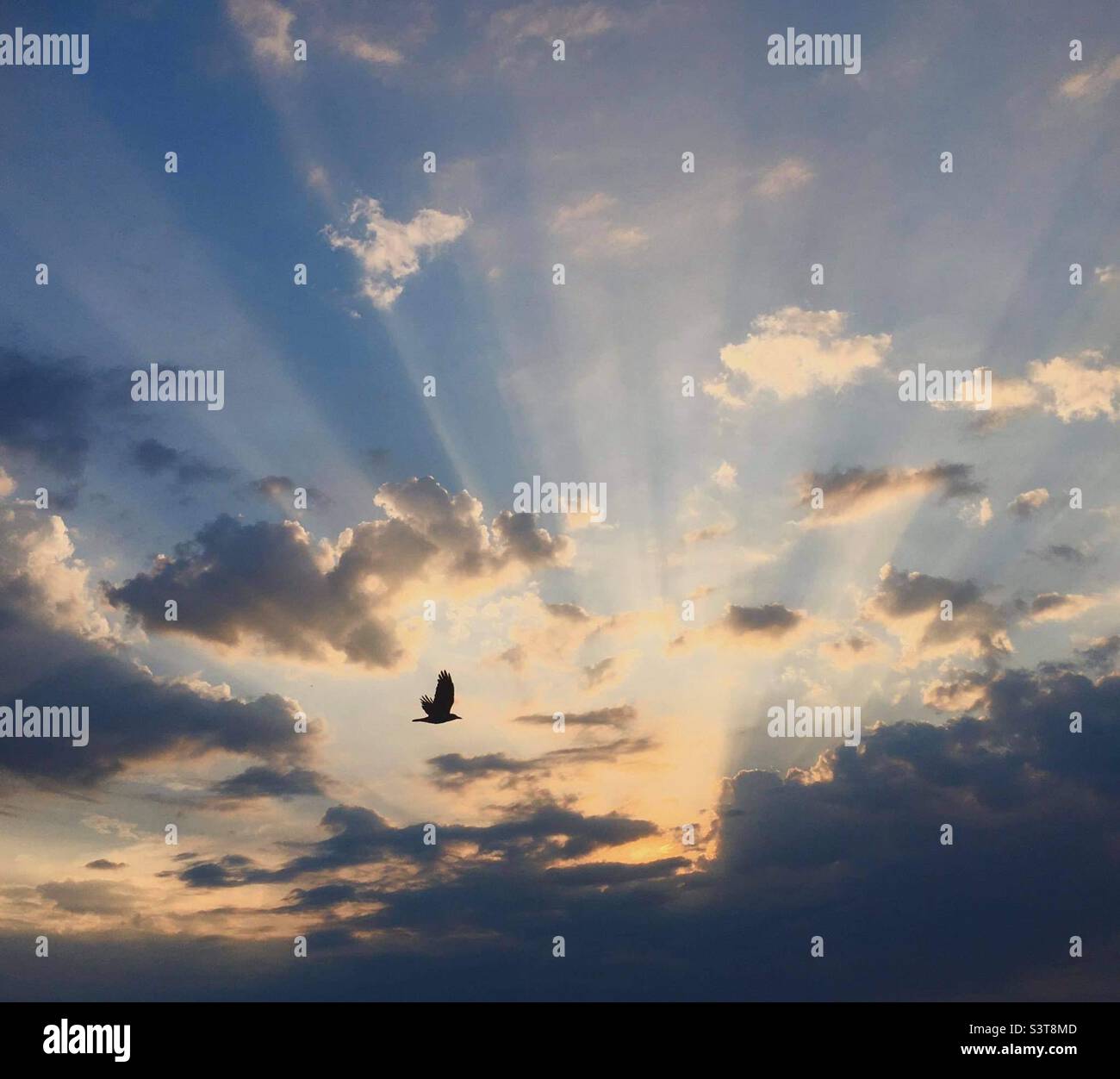 Sunrise, bird, sky, blue, sun rays, peace Stock Photo - Alamy