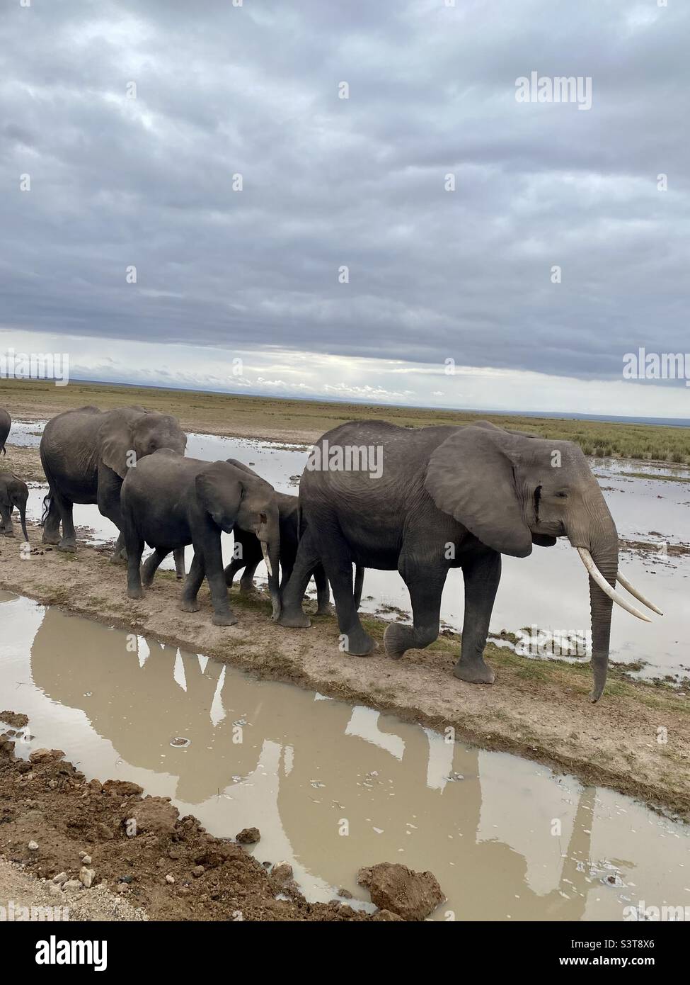 Elephants marching hi-res stock photography and images - Alamy