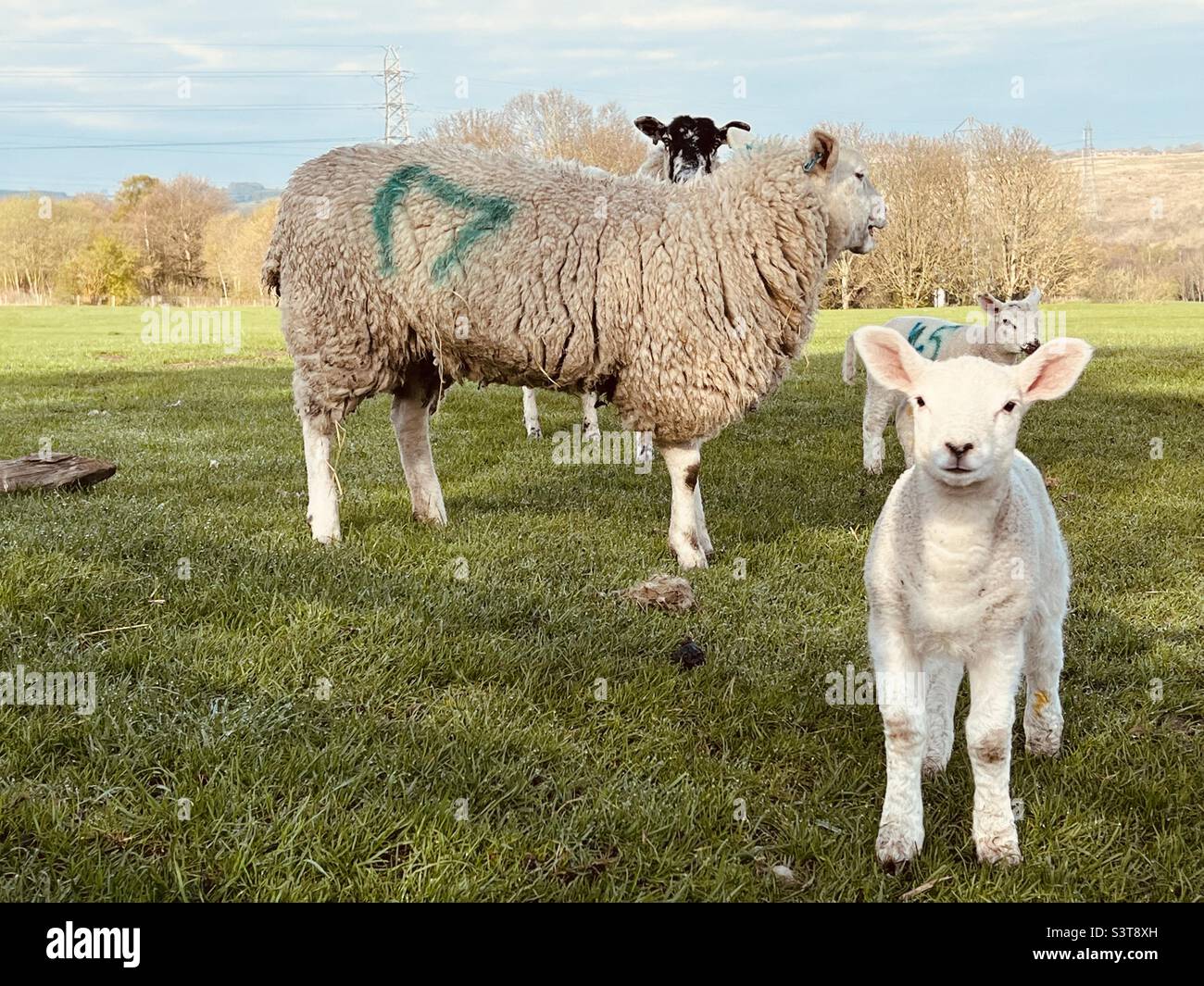 Lamb looking at the camera Stock Photo - Alamy