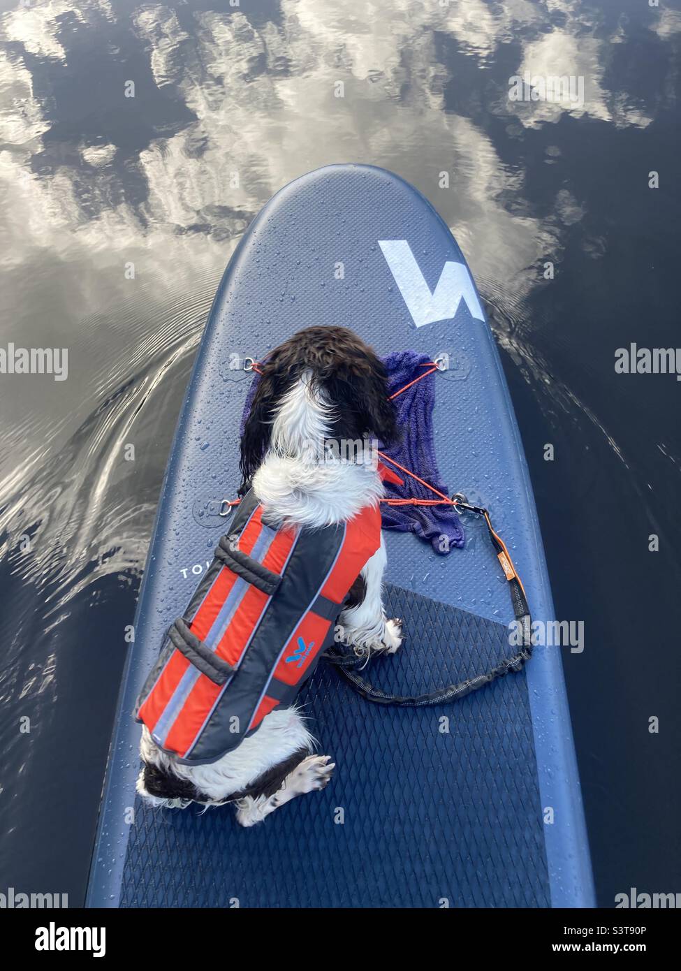 English Springer Spaniel Paddleboarding on the River Dee Stock Photo ...