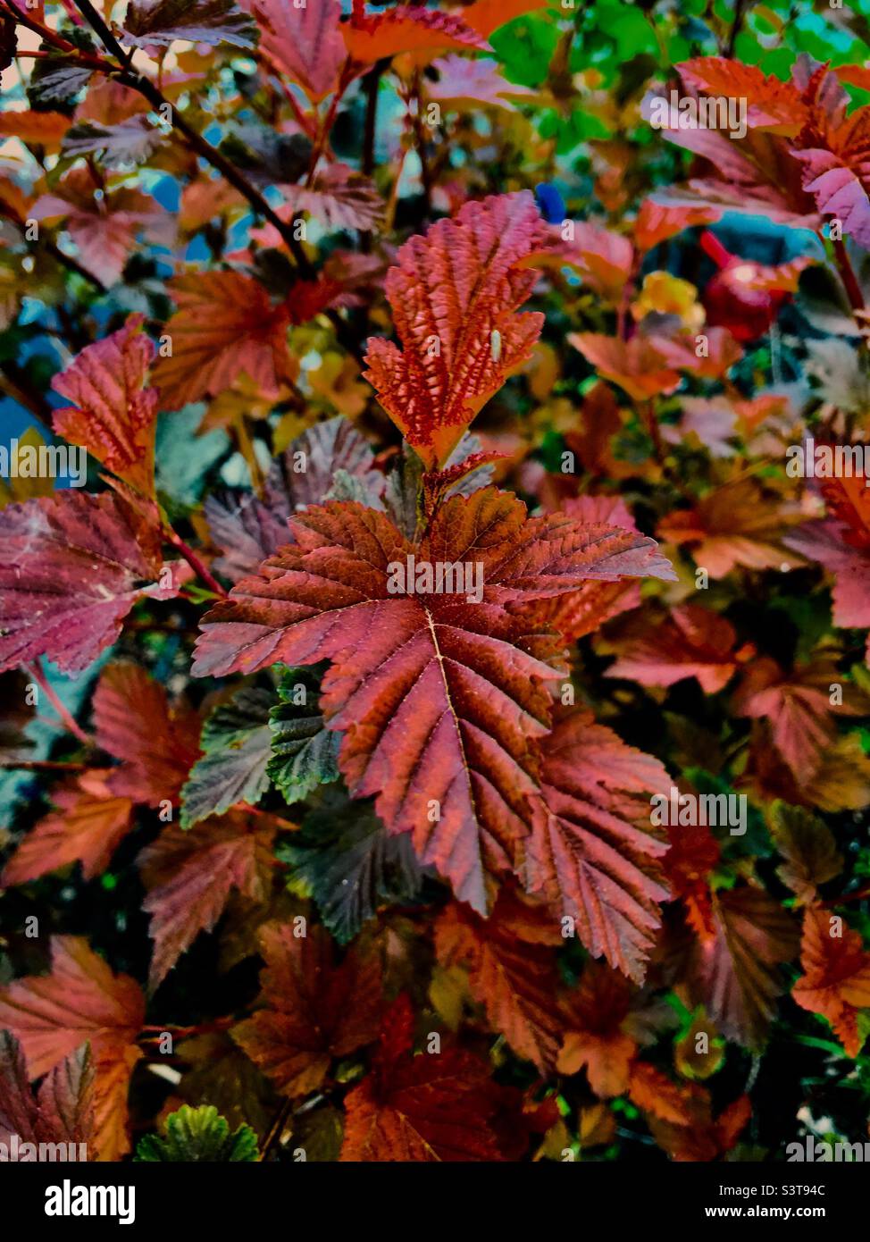 Ninebark, Physocarpus opulifolius, known as common ninebark, Eastern ...