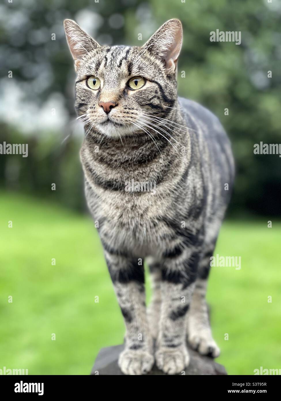 Lean grass hi-res stock photography and images - Alamy