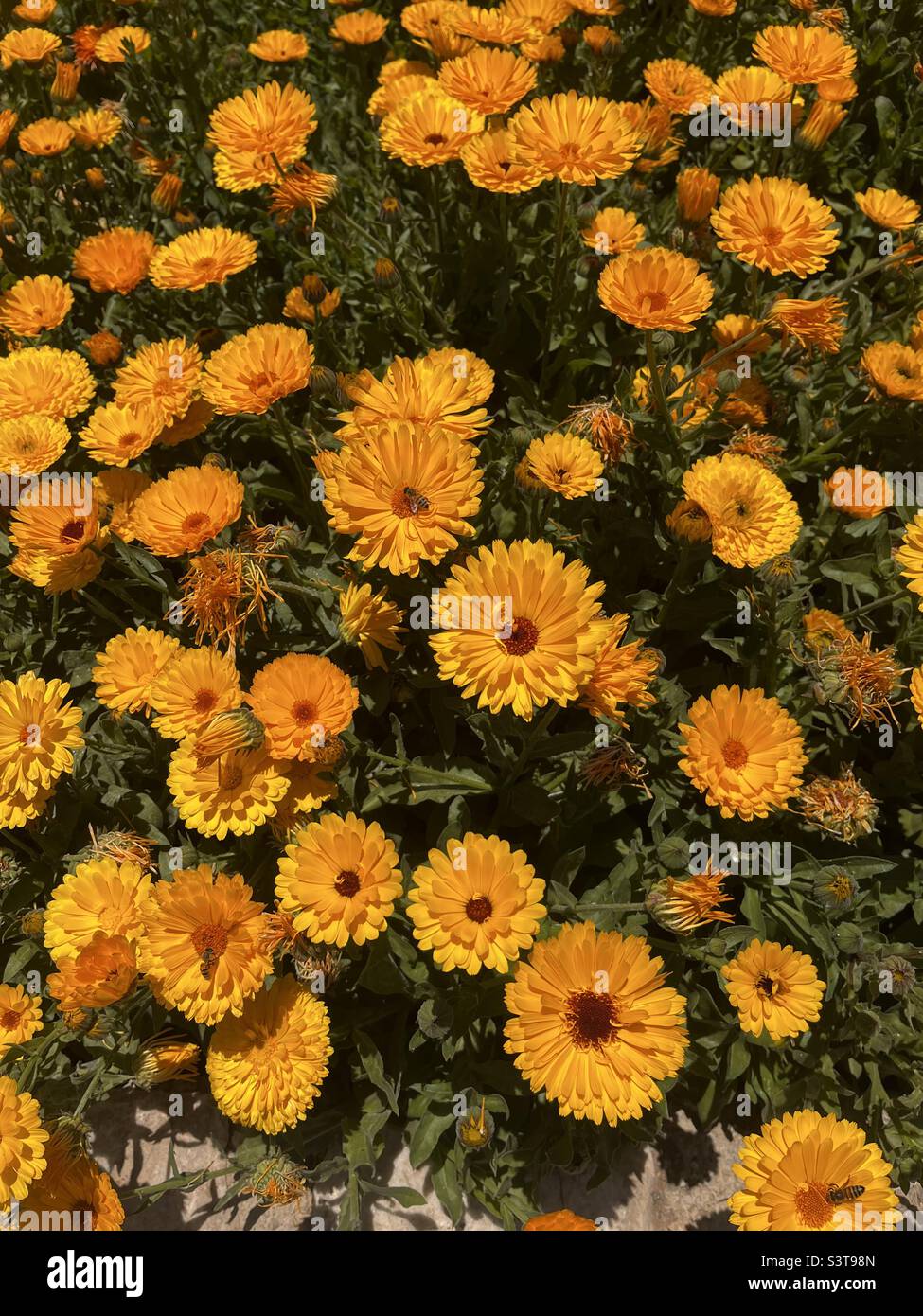 Orange flowers in a beautiful garden Stock Photo - Alamy