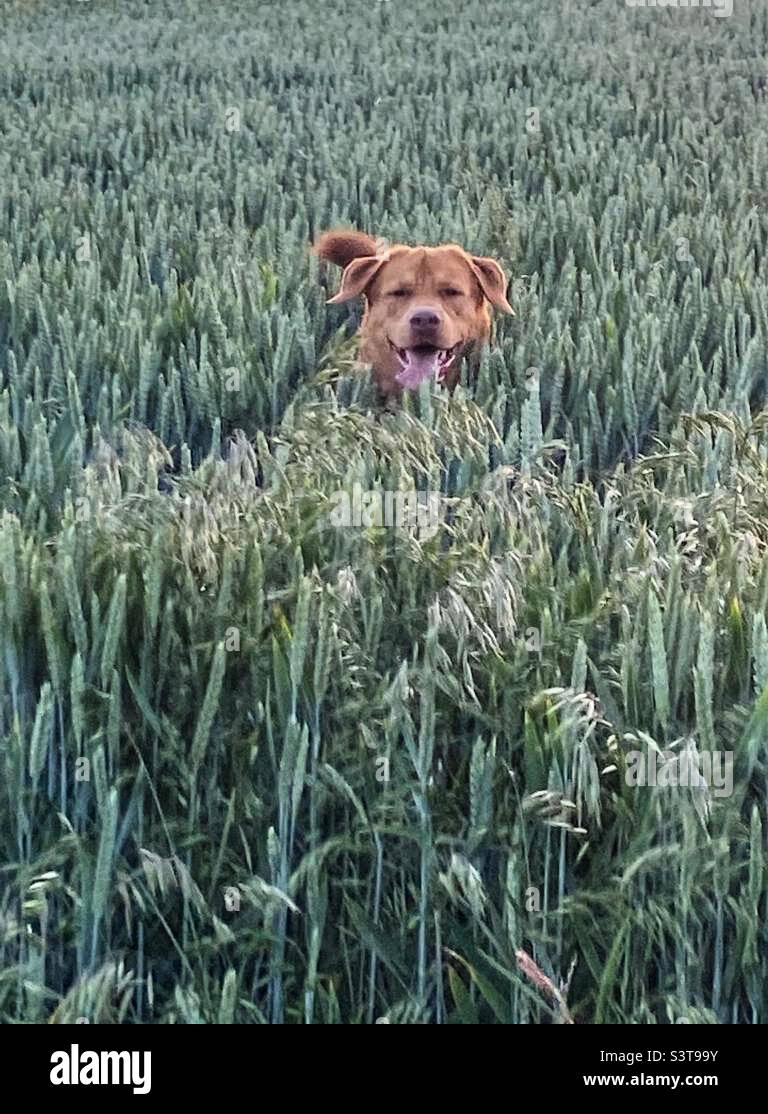 Dog in a cornfield hi-res stock photography and images - Alamy