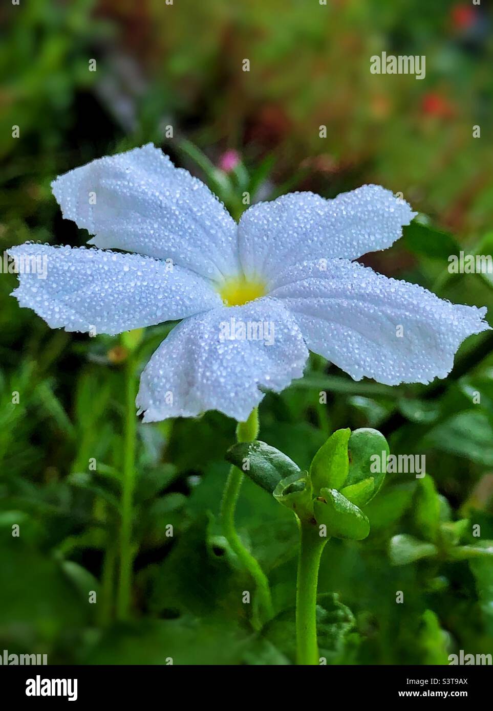 White lady flower Stock Photo - Alamy