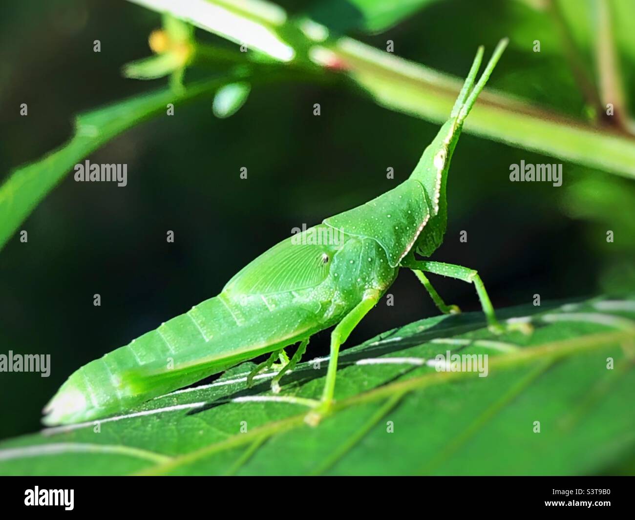 Insects grasshopper hi-res stock photography and images - Alamy