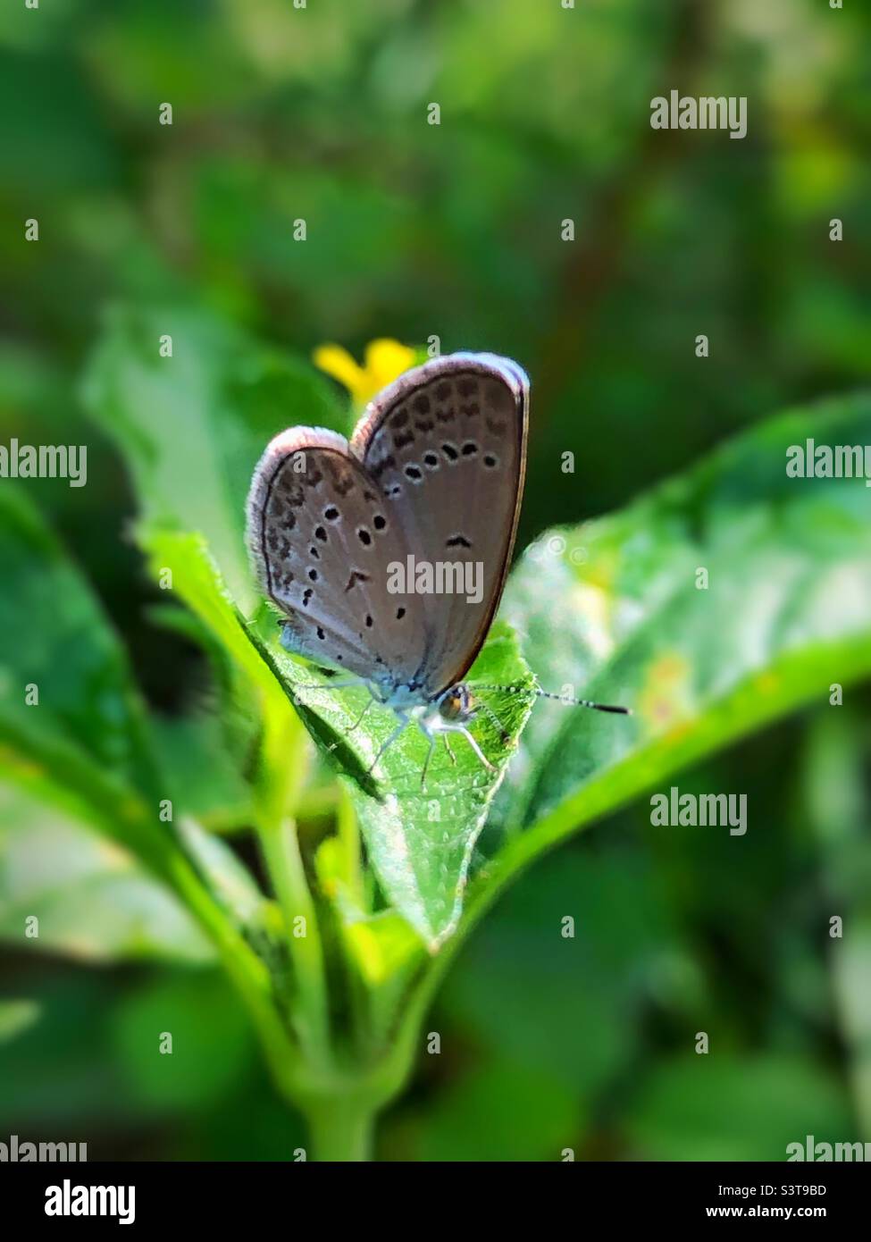 Baby butterfly hi-res stock photography and images - Alamy
