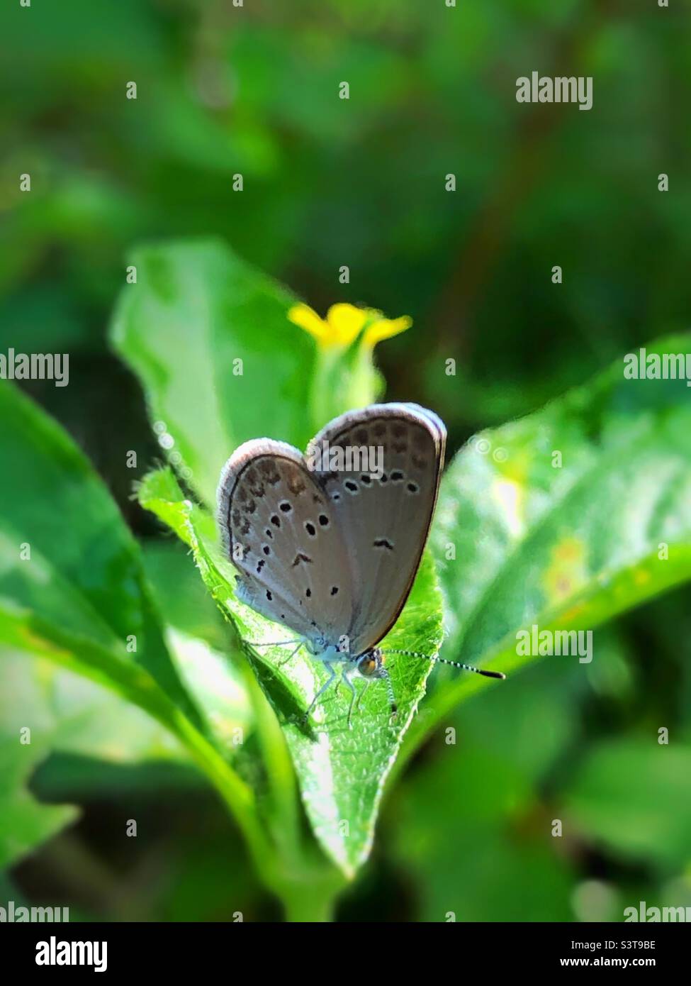 Baby butterfly hi-res stock photography and images - Alamy