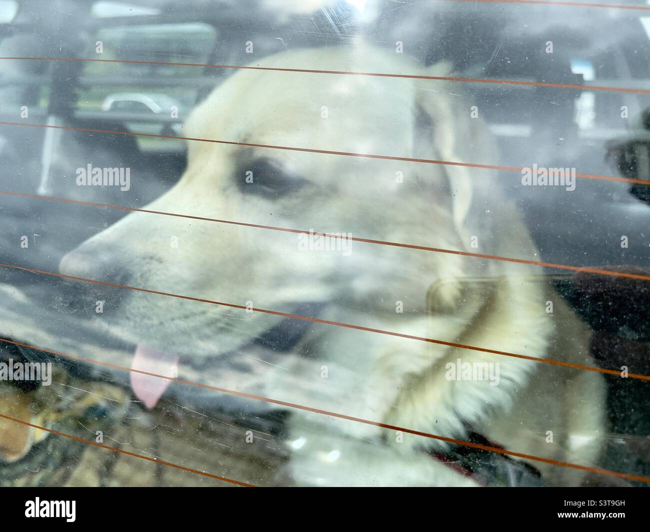 Dog looking through car window Stock Photo - Alamy