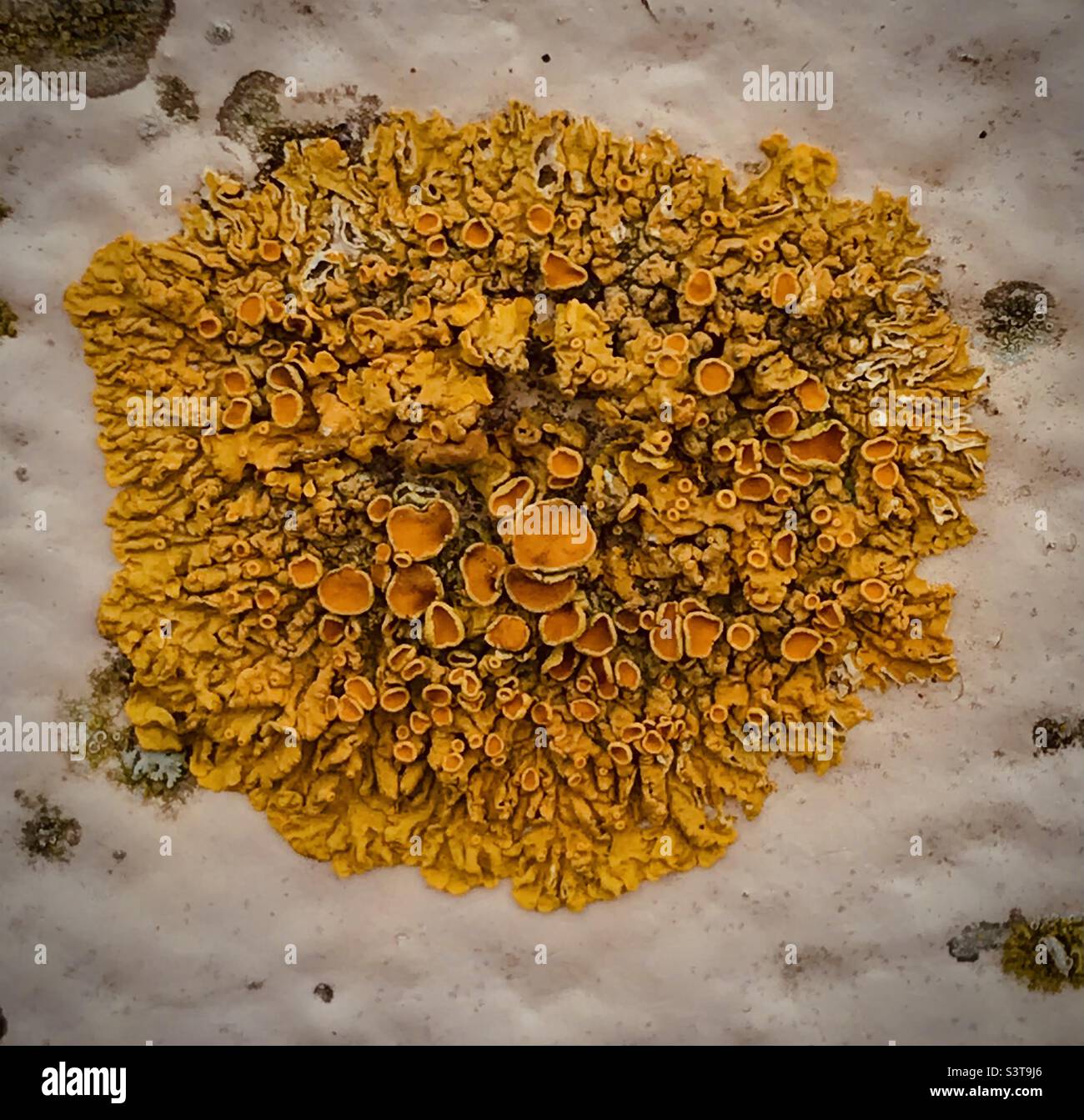 Flora lichen hi-res stock photography and images - Alamy