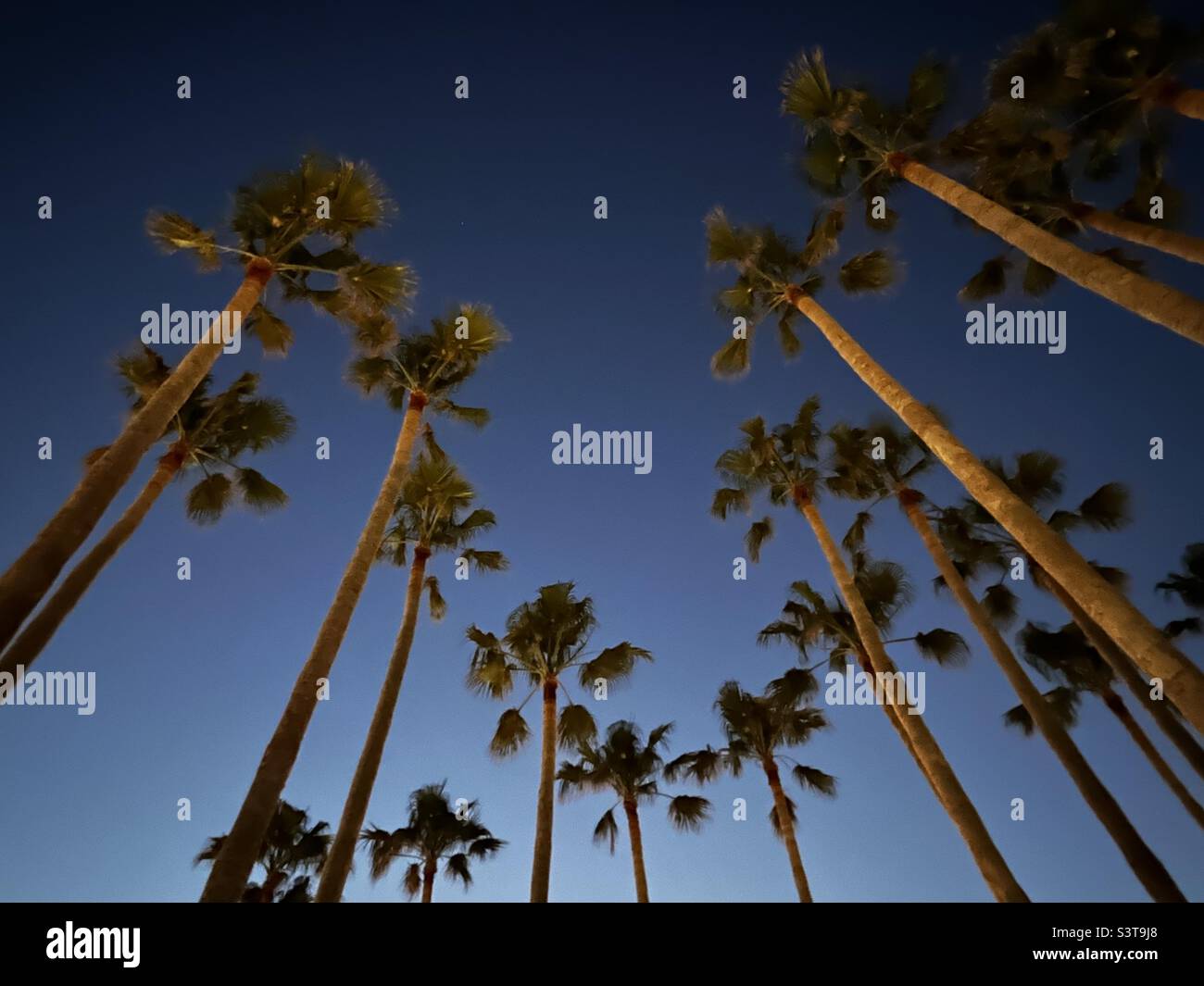 Night palm trees hi-res stock photography and images - Alamy
