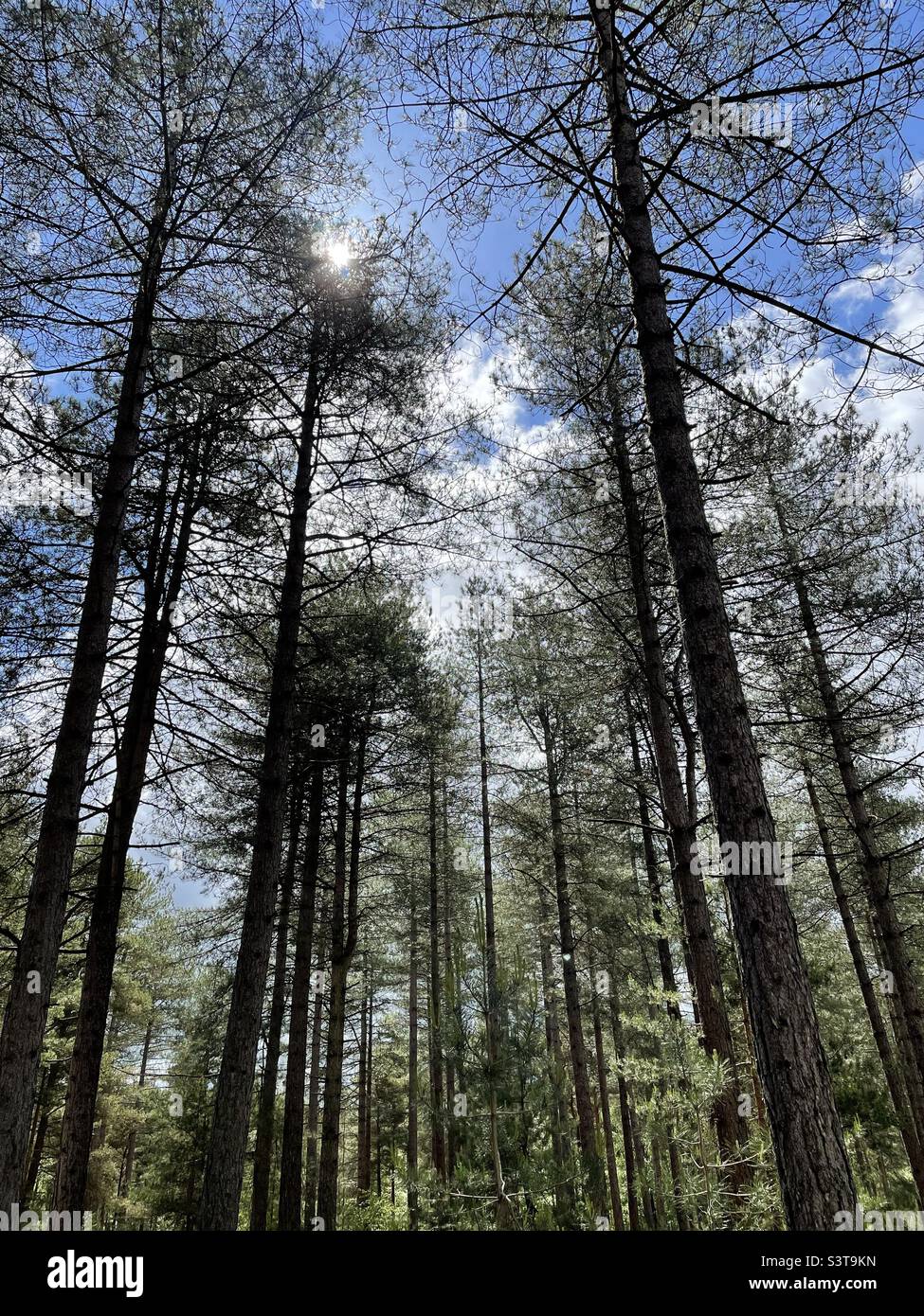 Moors valley forest hi-res stock photography and images - Alamy