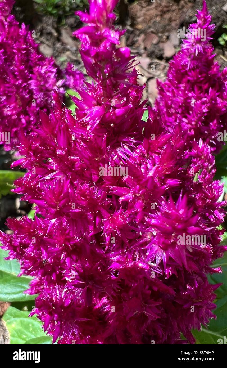 Closeup celosia hi-res stock photography and images - Alamy