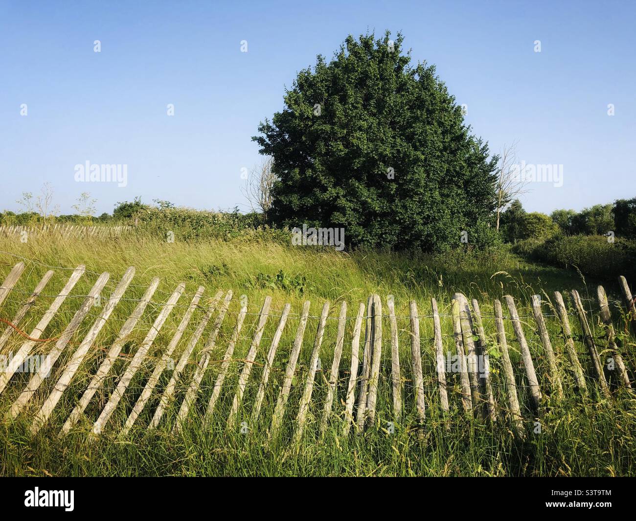 Tree fence wooden natural hi-res stock photography and images - Alamy