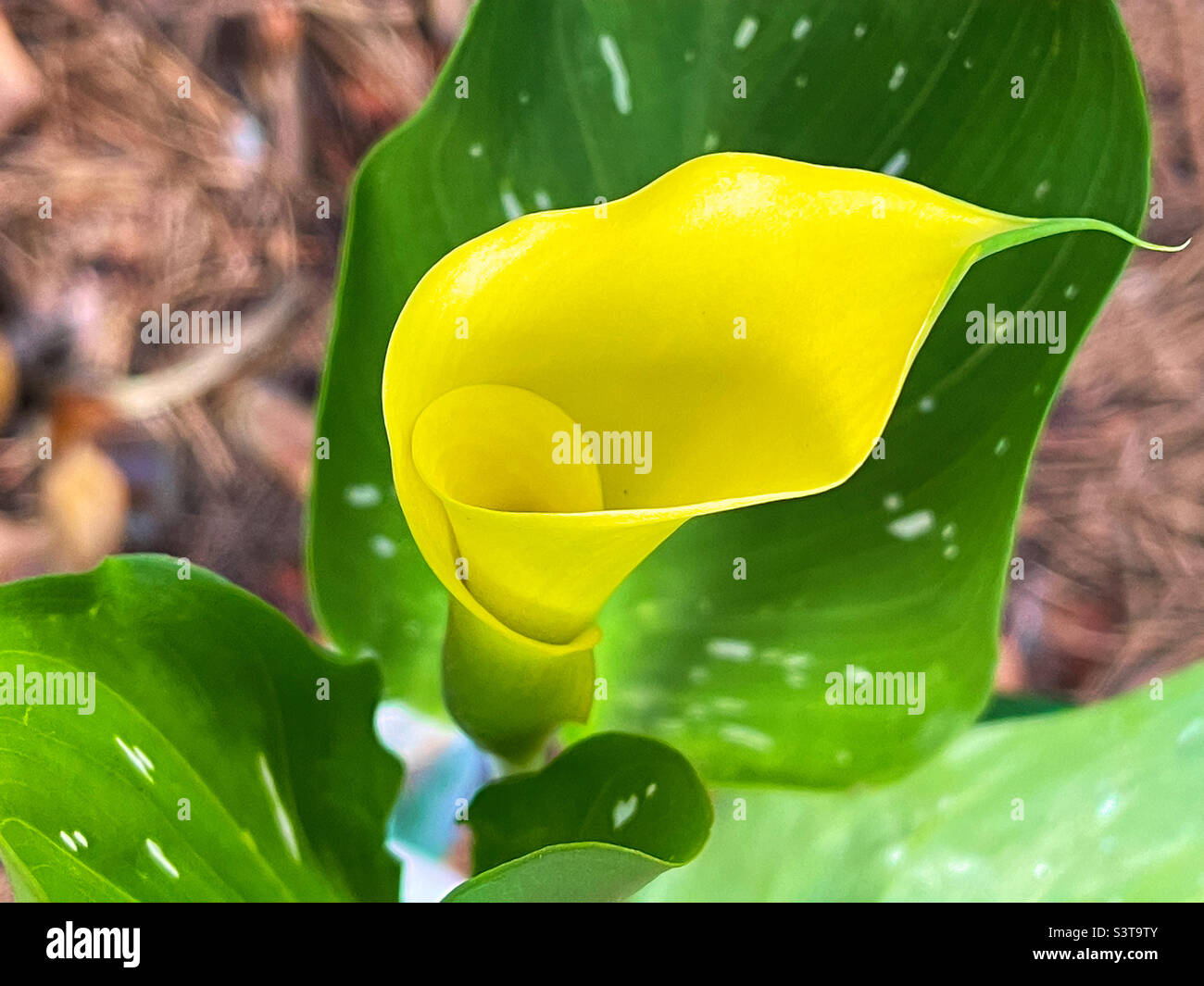 Plants distinctive trumpet shaped flowers hi-res stock photography and ...
