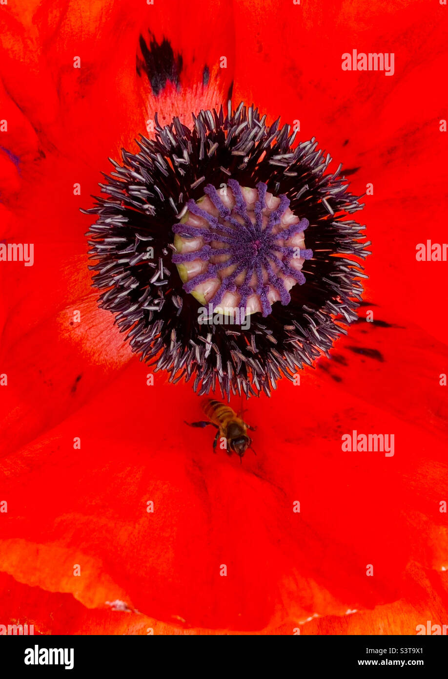 Poppy flower detail, with honeybee Stock Photo - Alamy