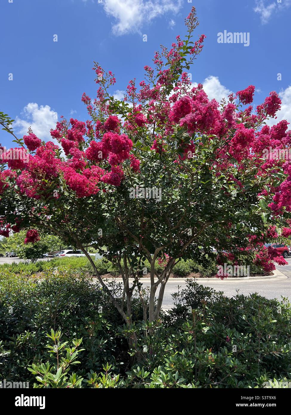 Pink crepe myrtle tree Stock Photo - Alamy