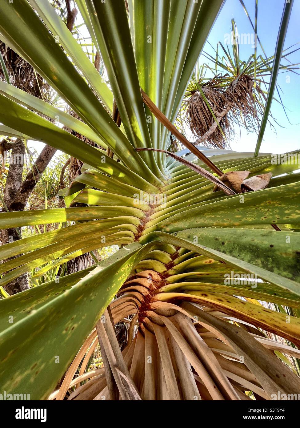 Pandanus leaves hi-res stock photography and images - Alamy