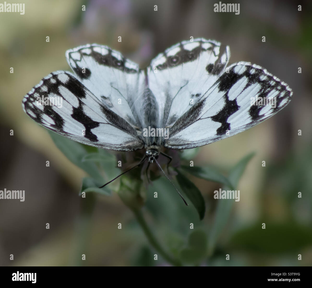 Marbled white butterfly with wings outstretched Stock Photo - Alamy