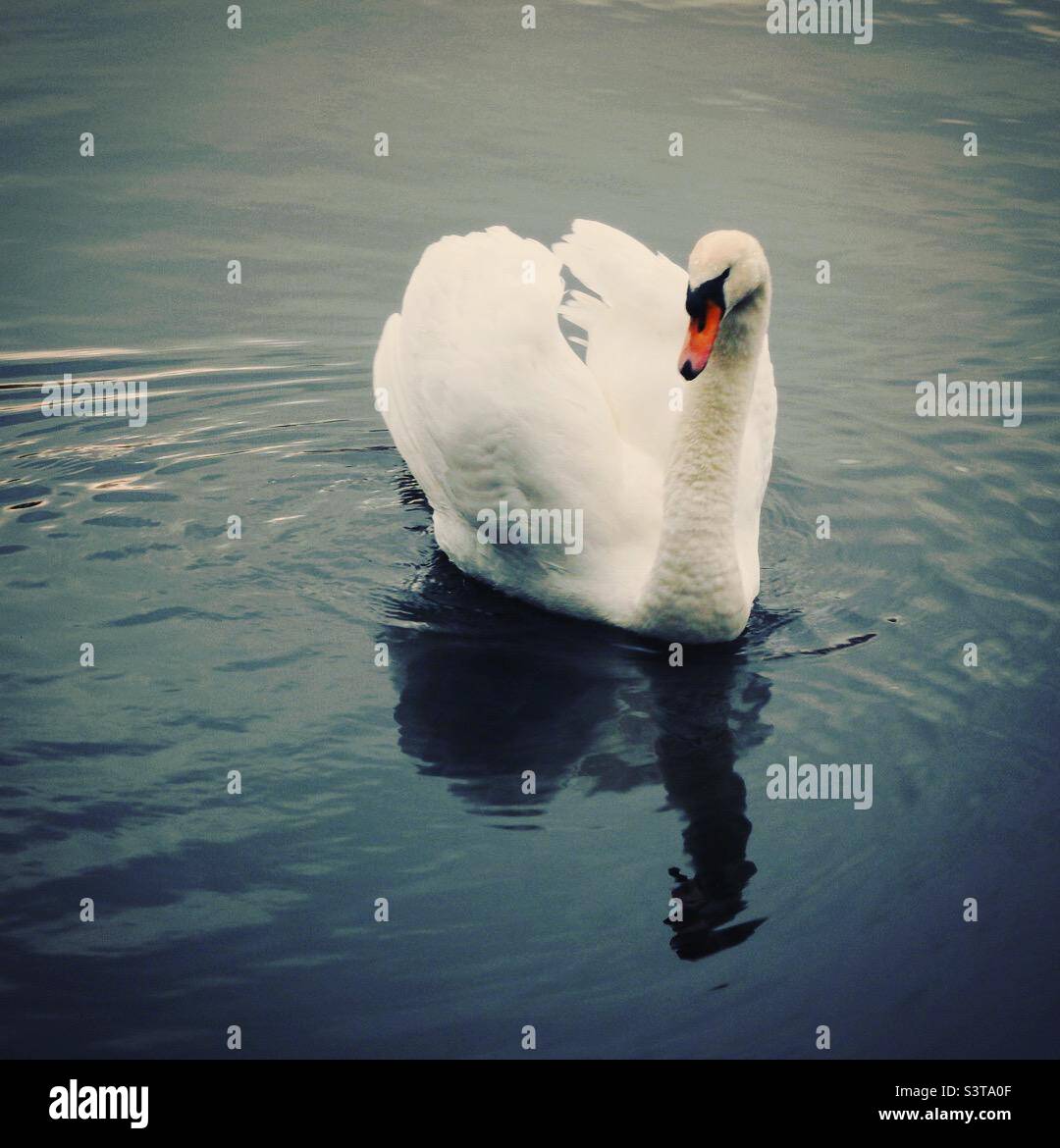 Alone animals hi-res stock photography and images - Alamy