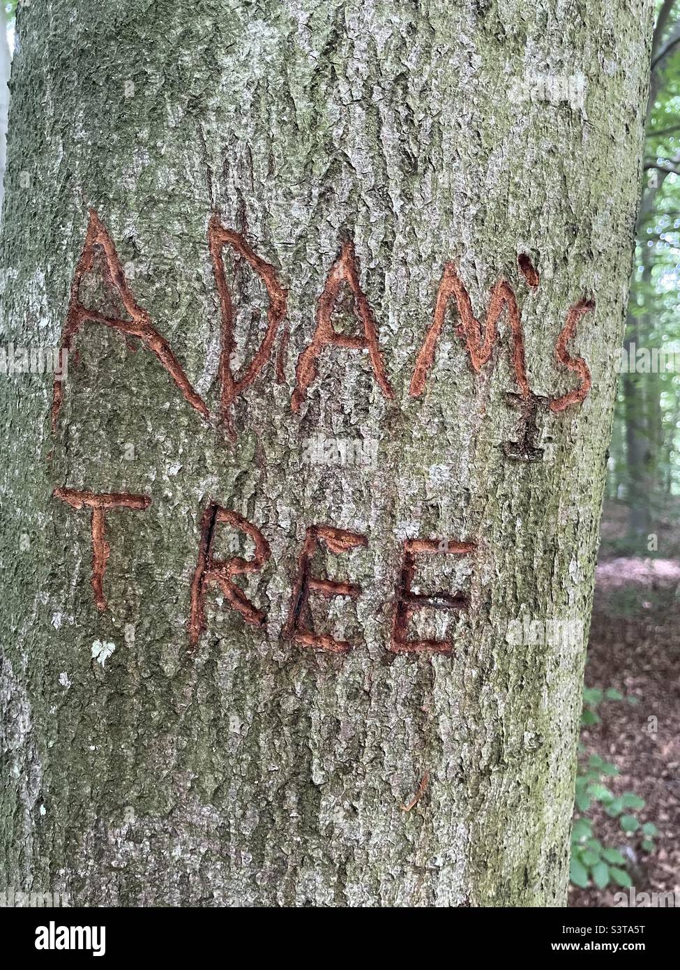 Adams tree hi-res stock photography and images - Alamy