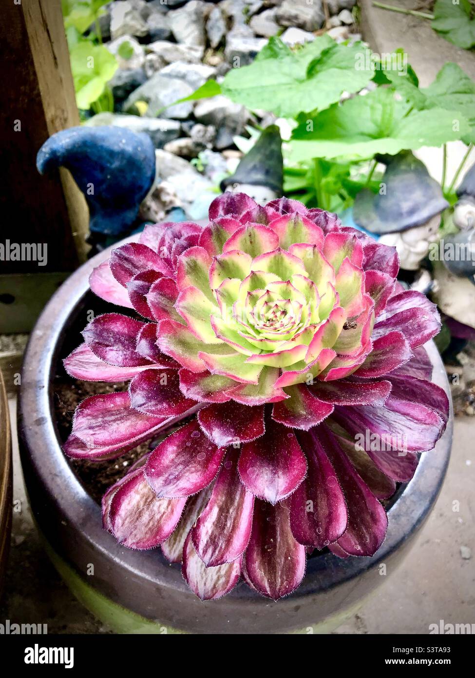 Expensive gardener hi-res stock photography and images - Alamy