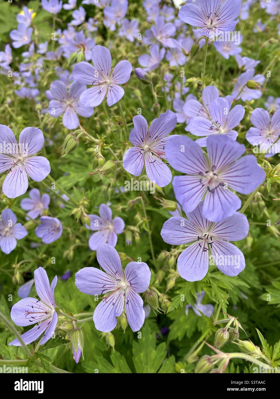 Small geraniums hi-res stock photography and images - Alamy
