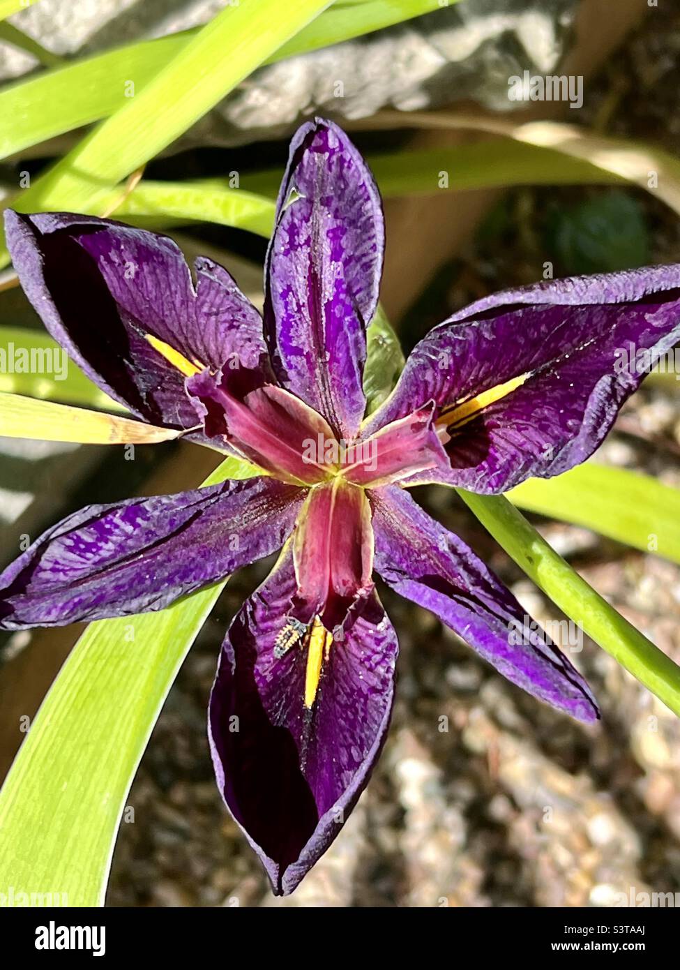 Water iris hi-res stock photography and images - Alamy